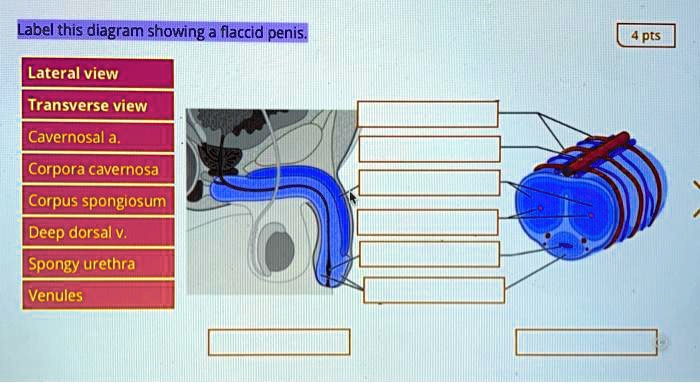 SOLVED: Label this diagram showing a flaccid penis. 4 pts Lateral view ...