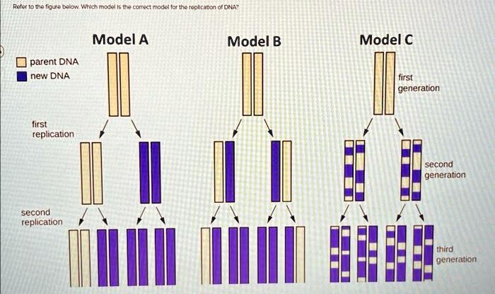 Refer to the figure below. Which model fits the correct model of DNA? Model A Model B Model C ...
