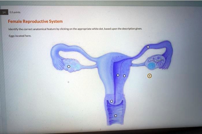 SOLVED: 0Spat7ea Female Reproductive System Identify the correct ...