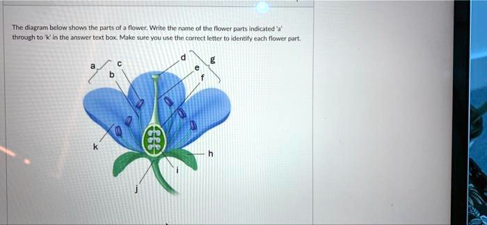 The diagram below shows the parts of a flower. Write the name of the ...