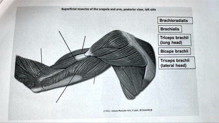 SOLVED: Superficial muscles of the scapula and arm, posterior view ...