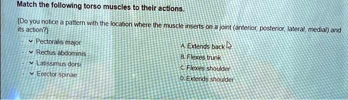 Match the following torso muscles to their actions. Do you notice a ...
