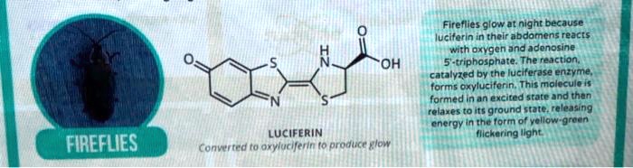 Fireflies glow at night because luciferin in their abdomens reacts with ...