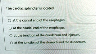 the cardiac sphincter is located o at the cranial end of the esophagus ...