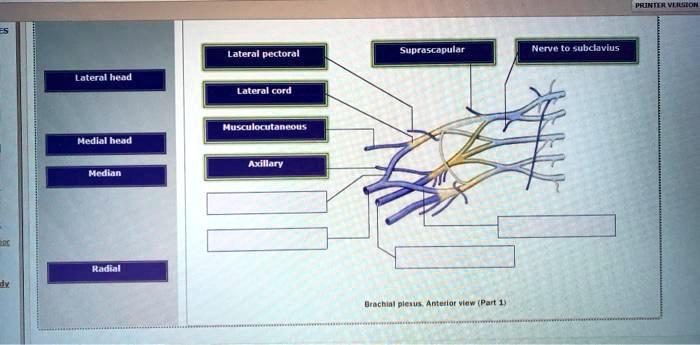SOLVED: Lateral pectoral Suprascapular Nerve to subclavius Lateral head ...