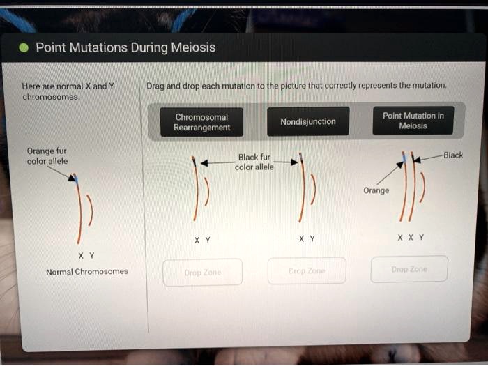 point mutations during meiosis here are normal x and chromosomes drag and drop each mutation to ...
