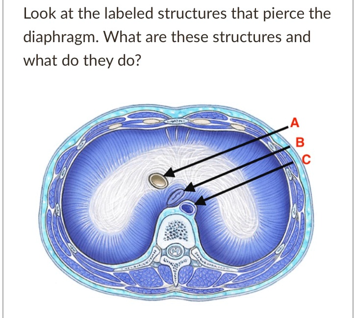 Look at the labeled structures that pierce the diaphragm. What are ...