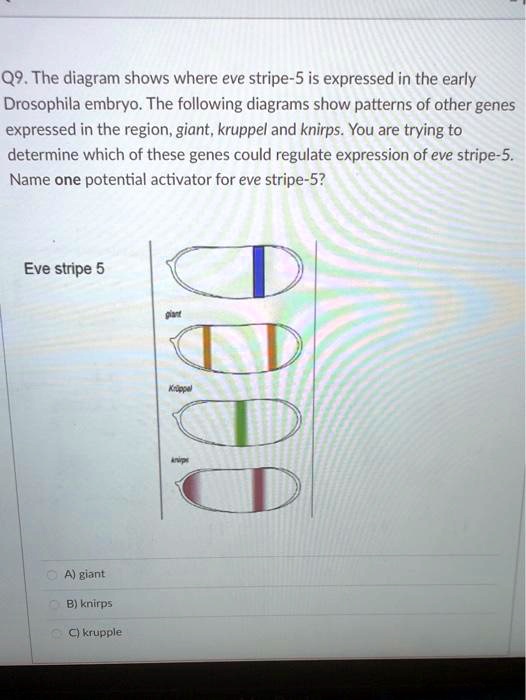SOLVED: Q9. The diagram shows where eve stripe-5 is expressed in the early Drosophila embryo ...