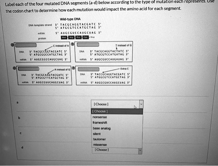use label each of the four mutated dna segments a d below according to ...