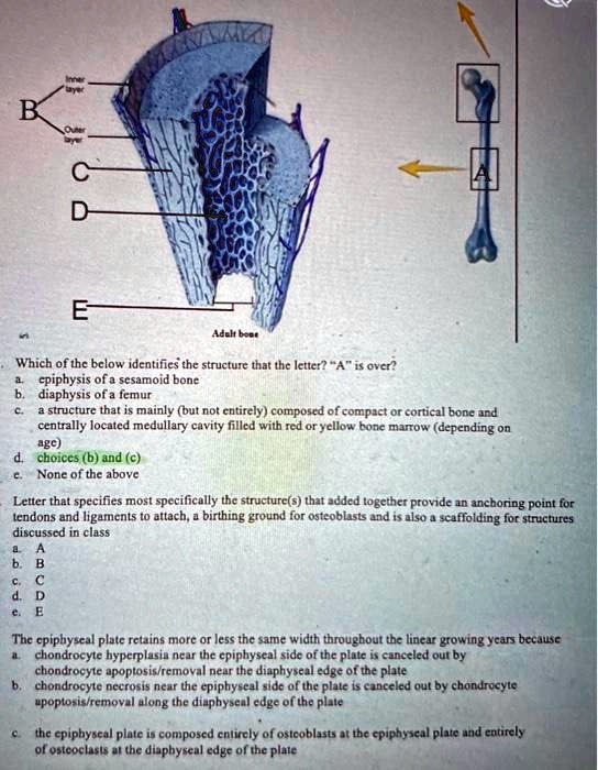 B Outer layer C D E 5 Adult bone A Which of the below identifies the ...
