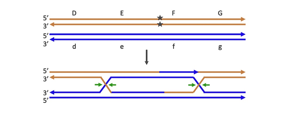 SOLVED: The following diagram shows two DNA duplexes. The blue parental ...