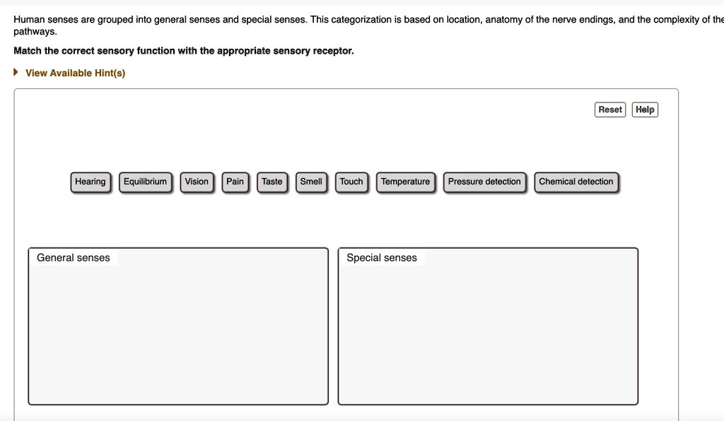Human senses are grouped into general senses and special senses. This categorization is based on ...