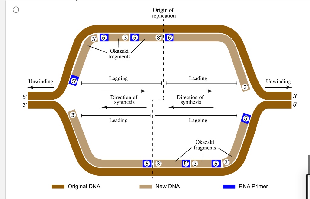 SOLVED:Origin of replication Okazaki fragments Unwinding Lagging ...