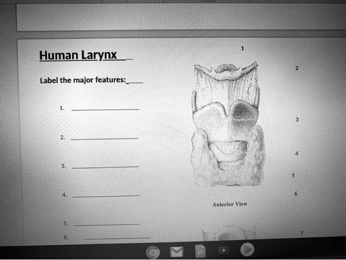 SOLVED: Human Larynx Label the major features: Anterior View