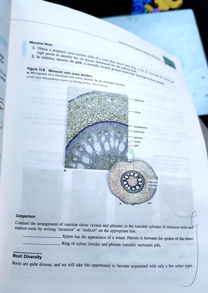 monocot root figure 118monocot root cross section endodermis pericycle ...