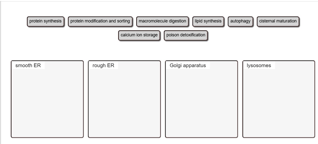 protein synthesis protein modification and sorting macromolecule ...