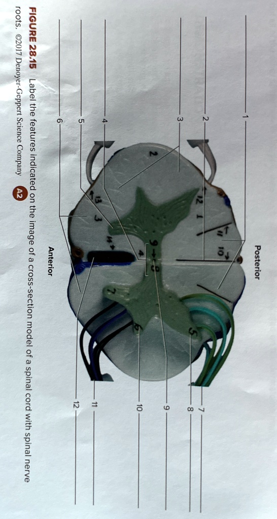 figure 2815 label the features indicated on the image of a cross ...