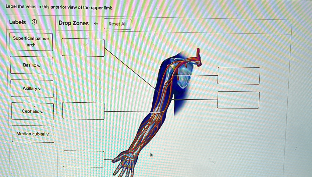 Label the veins in this anterior view of the upper limb. able[[Labels (i),Drop Zones larr Reset ...