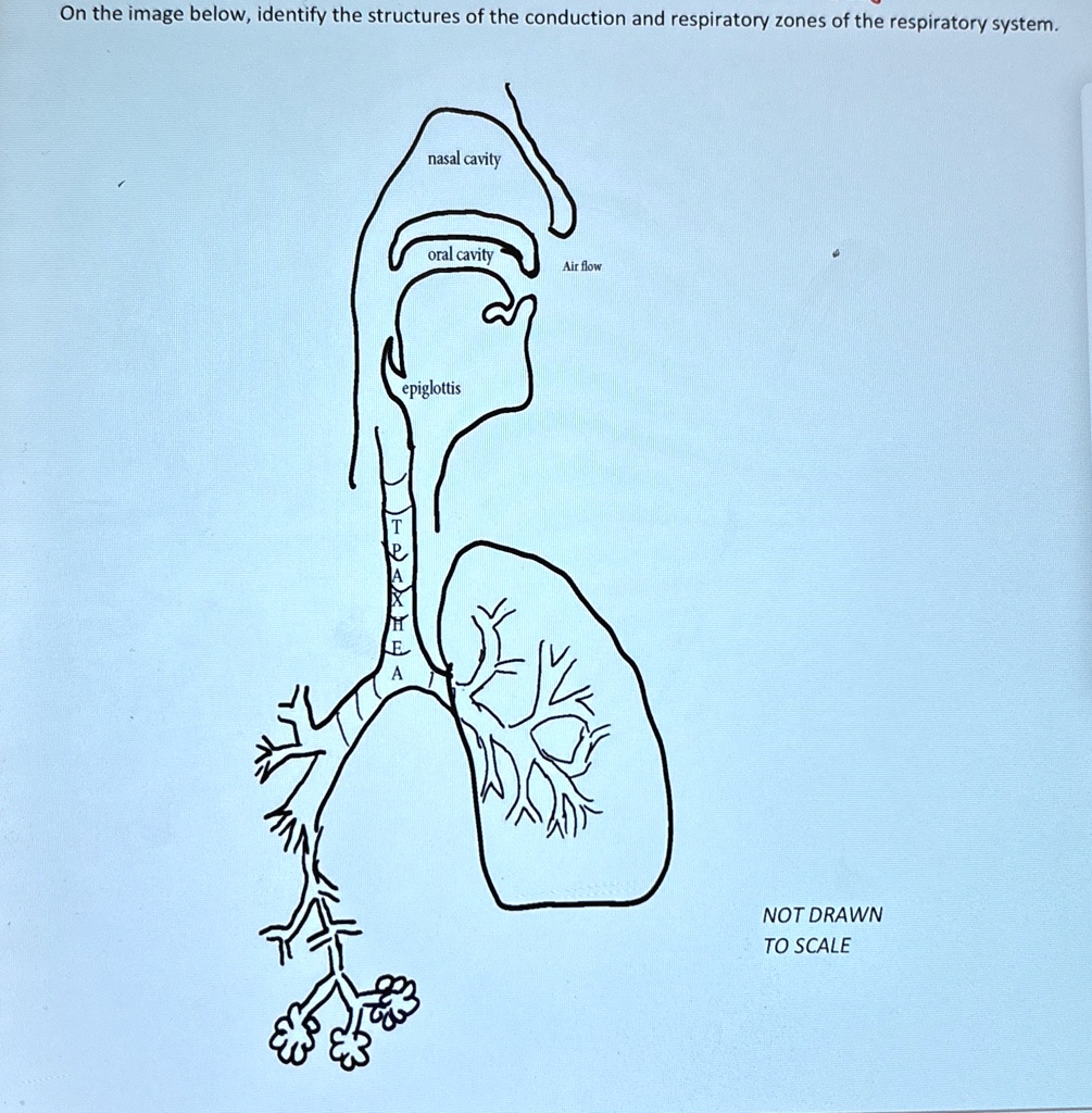 On the image below, identify the structures of the conduction and ...