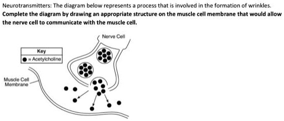 Neurotransmitters: The diagram below represents a process that is ...