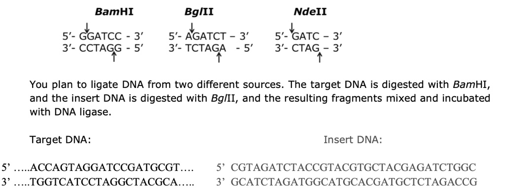 SOLVED: The figure above shows the recognition sequences and cleavage positions of three ...