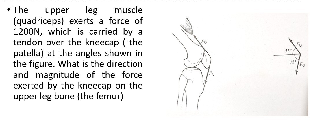 - The upper leg muscle (quadriceps) exerts a force of 1200...