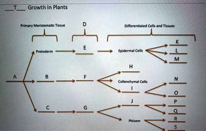 growth in plants primary menstemanc tissue differennated cells and ...
