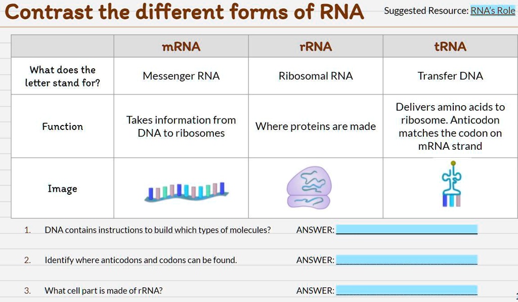 RNA Properties Structure Composition Types Functions 47 OFF