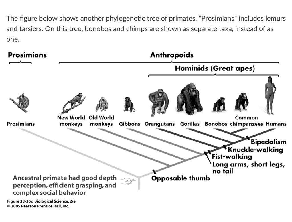 The figure below shows another phylogenetic tree of primates ...