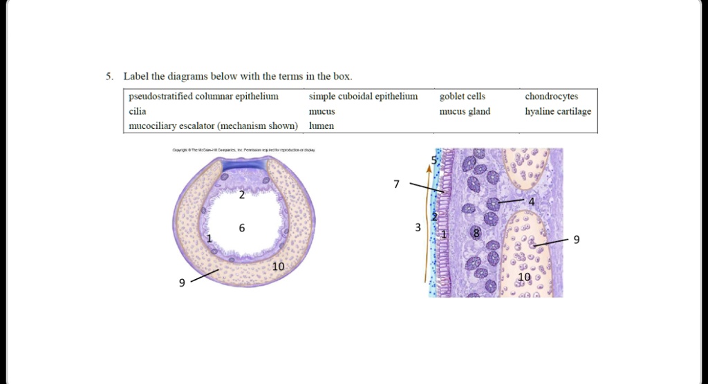simple cuboidal epithelium mucus goblet cells mucus gland chondrocytes ...