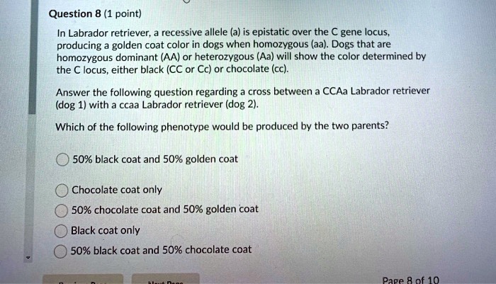 question 8 1 point in labrador retriever recessive allele a is ...