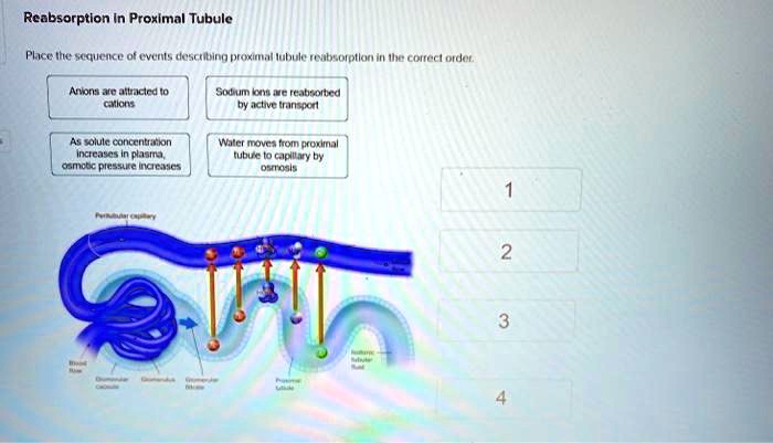 Reabsorption in Proximal Tubule Place the sequence of events describing ...