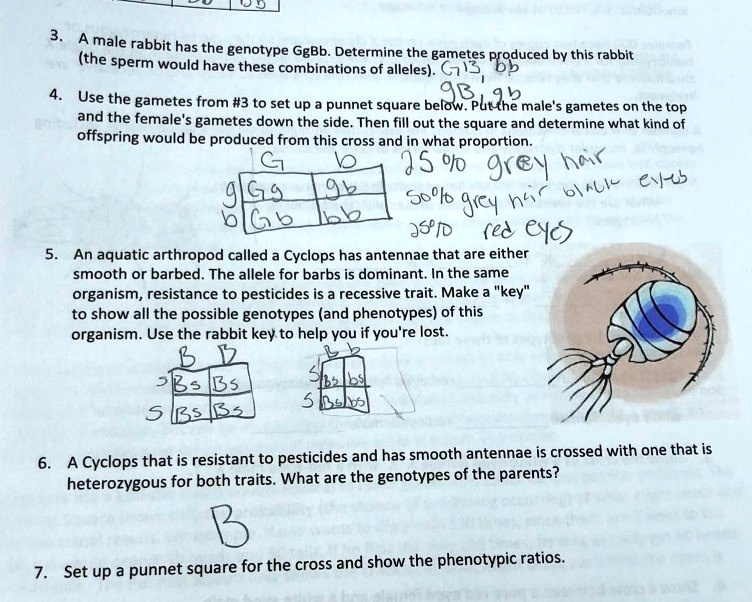 A male rabbit has the genotype GgBb. Determine the gametes produced by ...