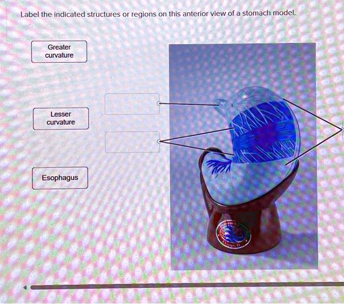 Label the indicated structures or regions on this anterior view of a ...