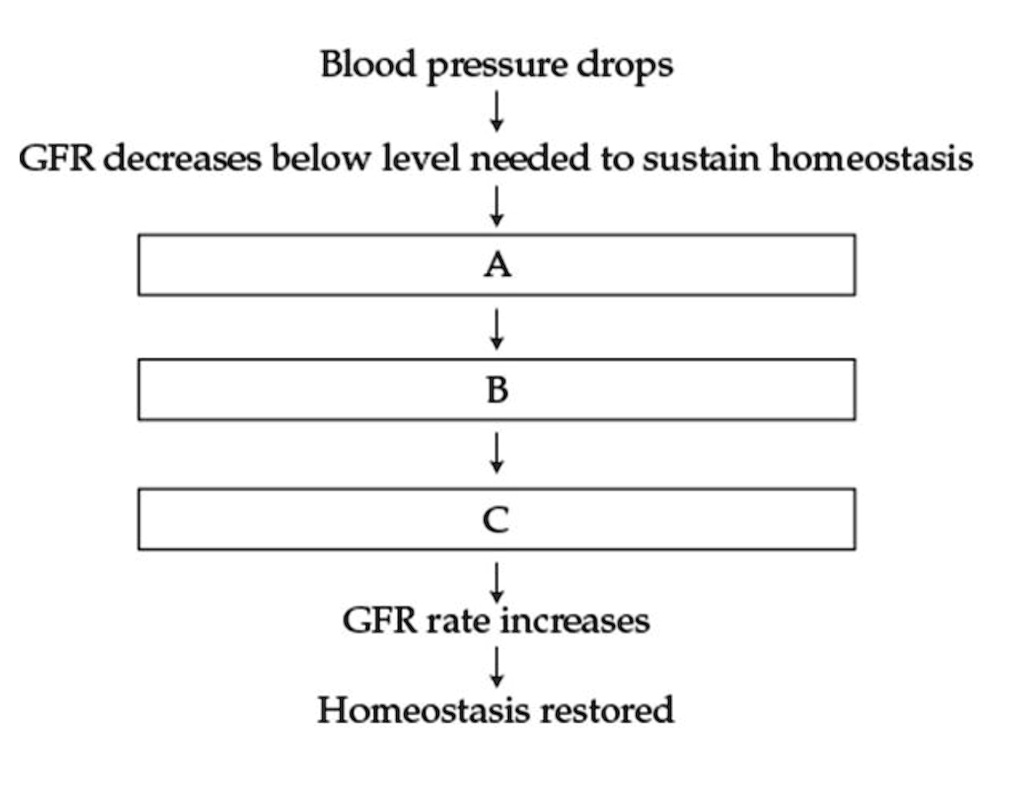 SOLVED: Blood pressure drops GFR decreases below level needed to ...