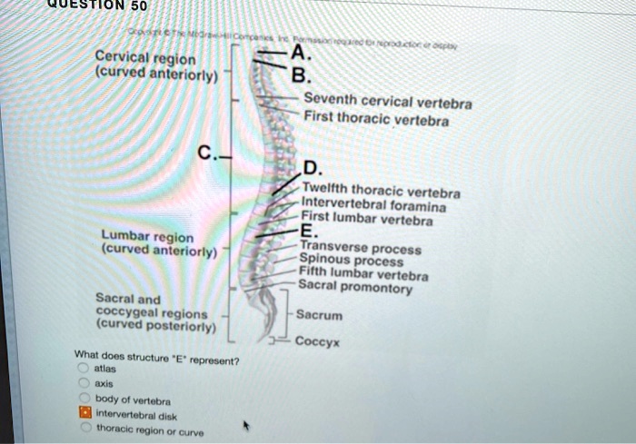 question50 cervical region curved anteriorly a b seventh cervical ...