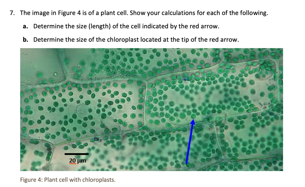 SOLVED: The image in Figure 4 is of a plant cell: Show your ...