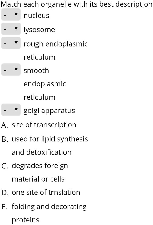 SOLVED: Match each organelle with its best description: A. nucleus B. lysosome C. rough ...