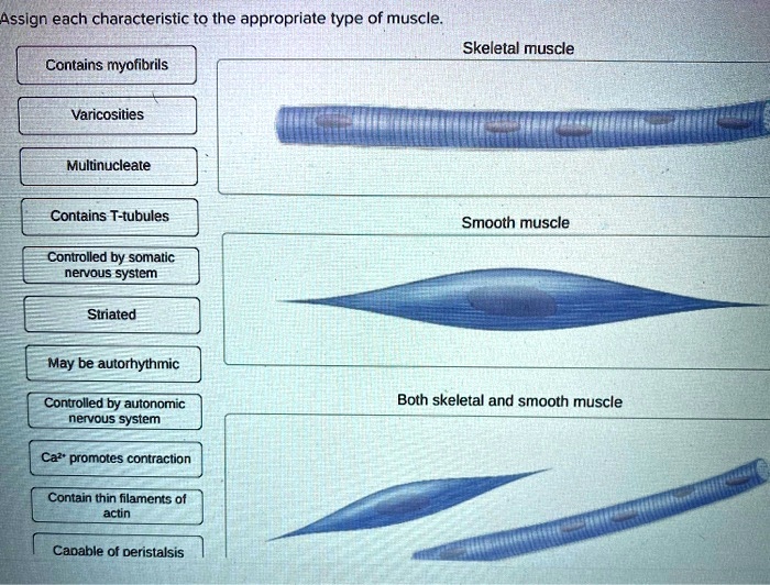 assign each characteristic to the appropriate type of muscle skeletal ... assign each characteristic to the appropriate type of muscle skeletal ...