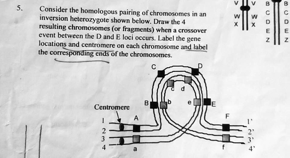 SOLVED: Consider the homologous pairing of chromosomes in an inversion ...