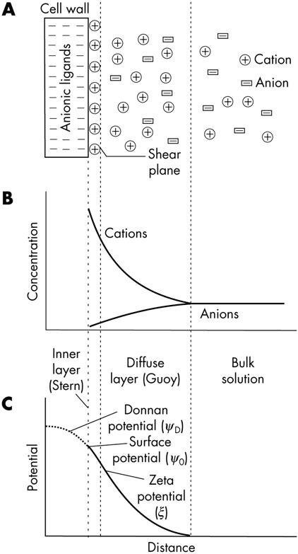 assume that figure represents a dilute solution of 001n nacl solution ...