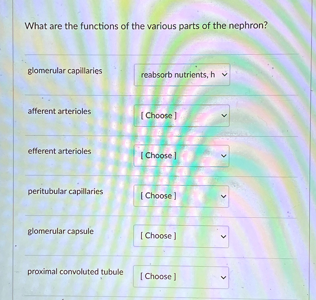 What are the functions of the various parts of the nephron? glomerular ...