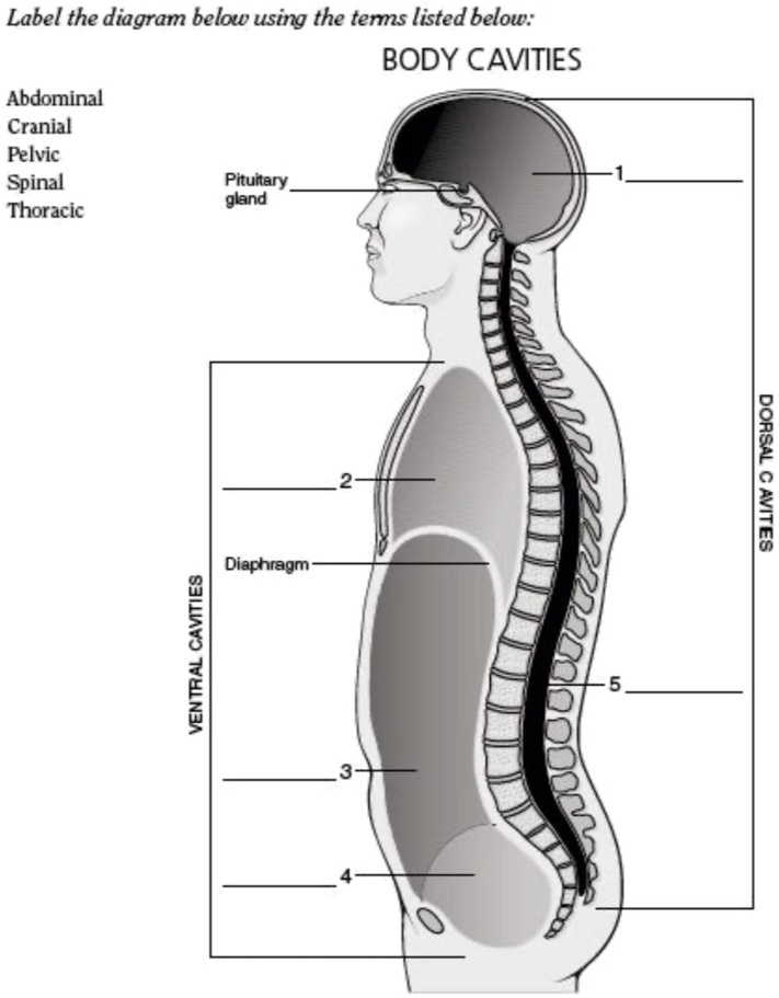 Label the diagram below using the terms listed below: BODY CAVITIES ...
