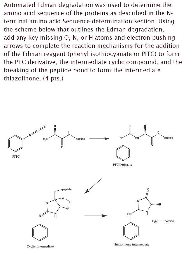 SOLVED: Automated Edman degradation was used to determine the amino ...