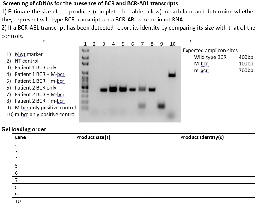 screening of cdnas for the presence of bcr and bcr abl transcripts 1 ...