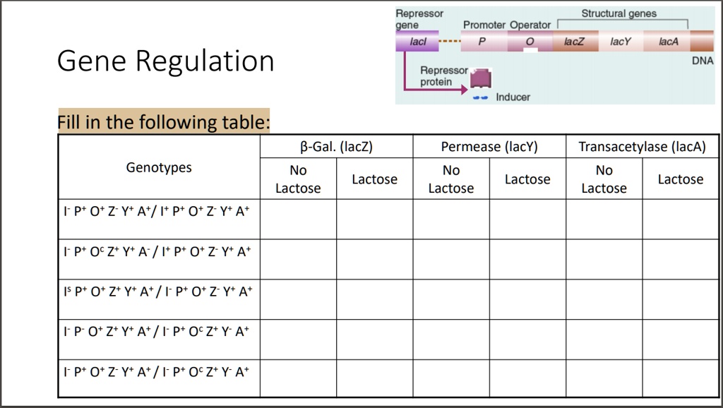 Gene Regulation Fill in the following table: Genotypes ?-Gal. (lacZ ...