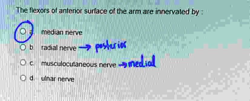 [GET ANSWER] the flexors of anterior surface of the arm are innervated ...