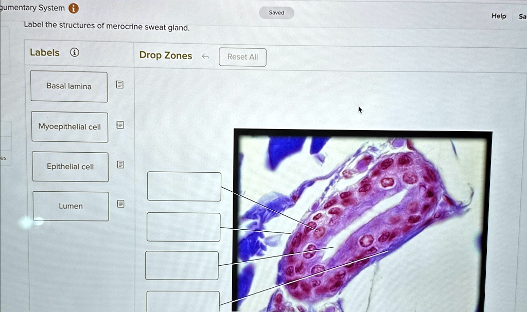 gumentary System i Label the structures of merocrine sweat gland ...