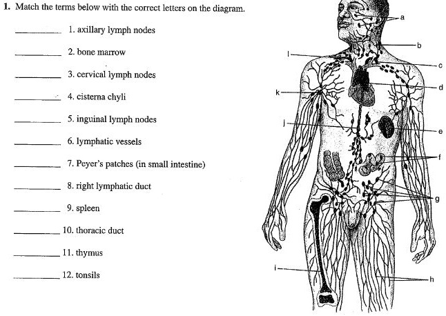 1. Match the terms below with the correct letters on the diagram. 1 ...