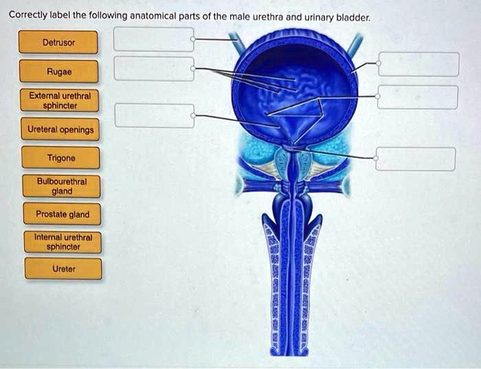 SOLVED: Correctly label the following anatomical parts of the male urethra and urinary bladder ...
